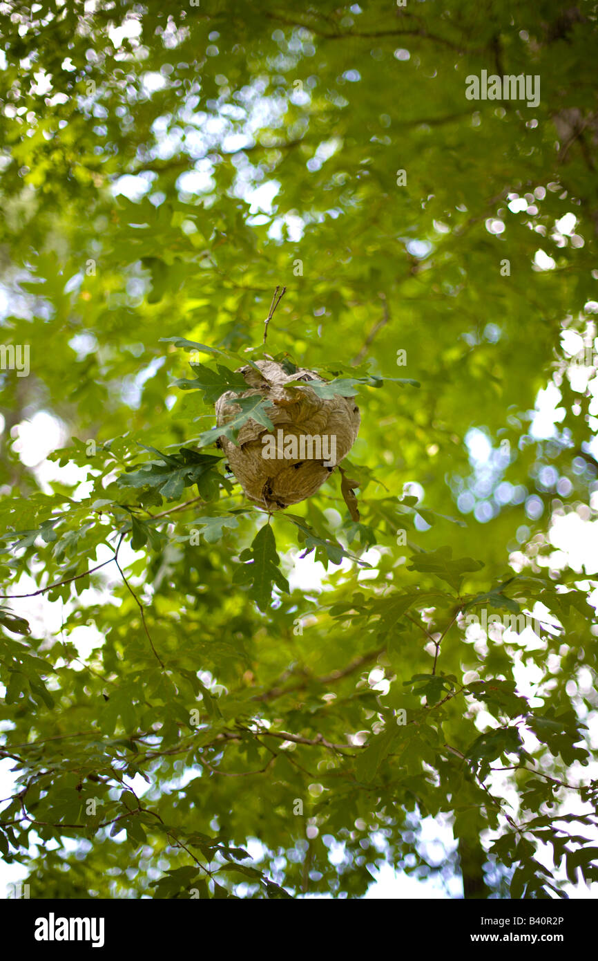 Hive of black wasp hanging on tree branch PA USA Stock Photo - Alamy