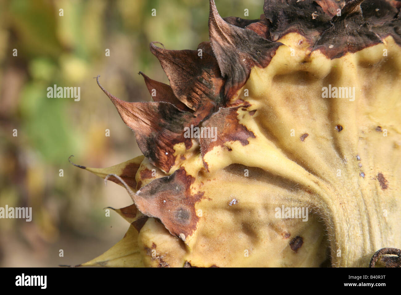 Close up of the back of a dying sunflower taken in france Stock Photo ...