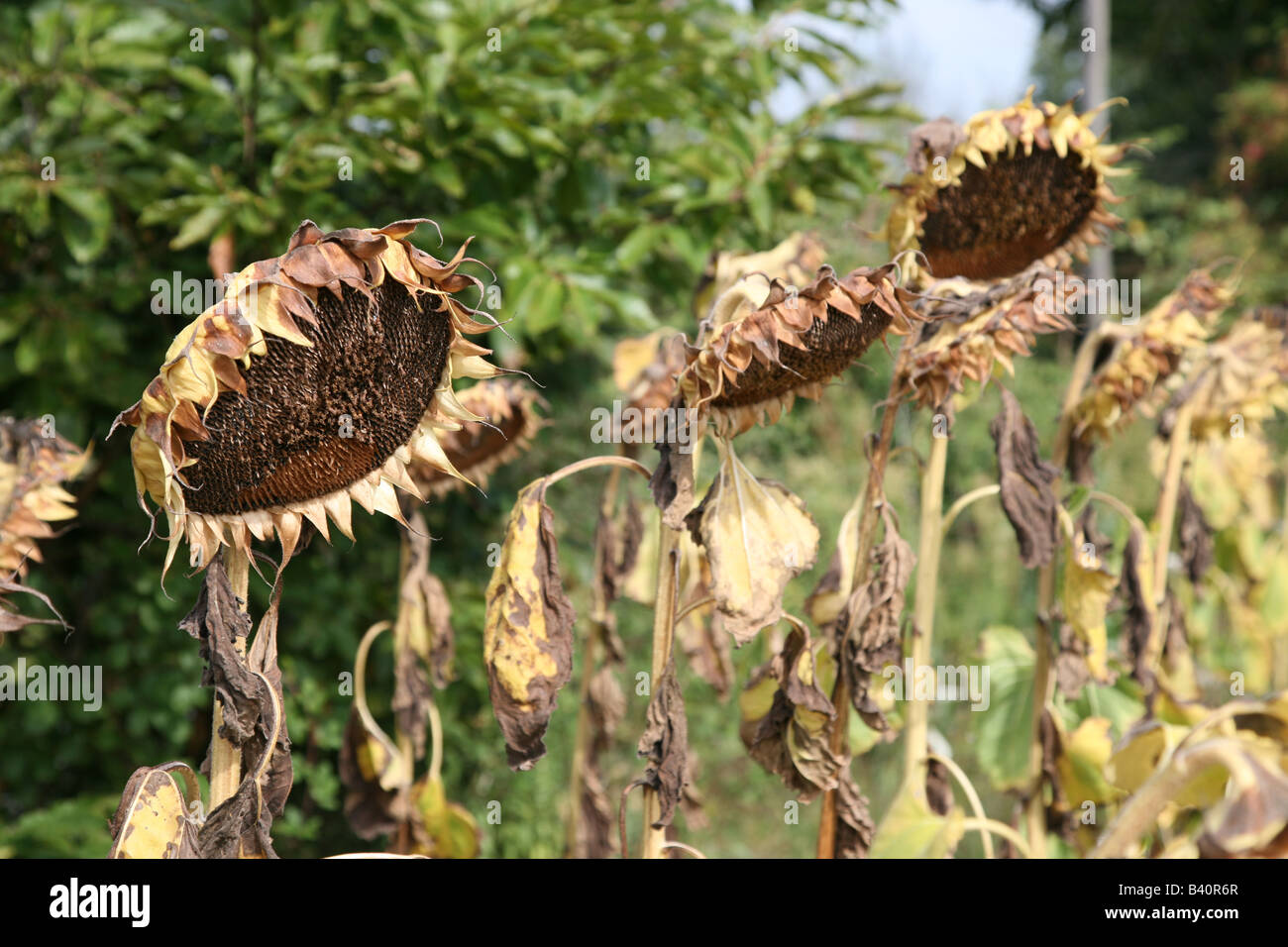 Portrait of a row of dying sunflowers taken in France Stock Photo - Alamy