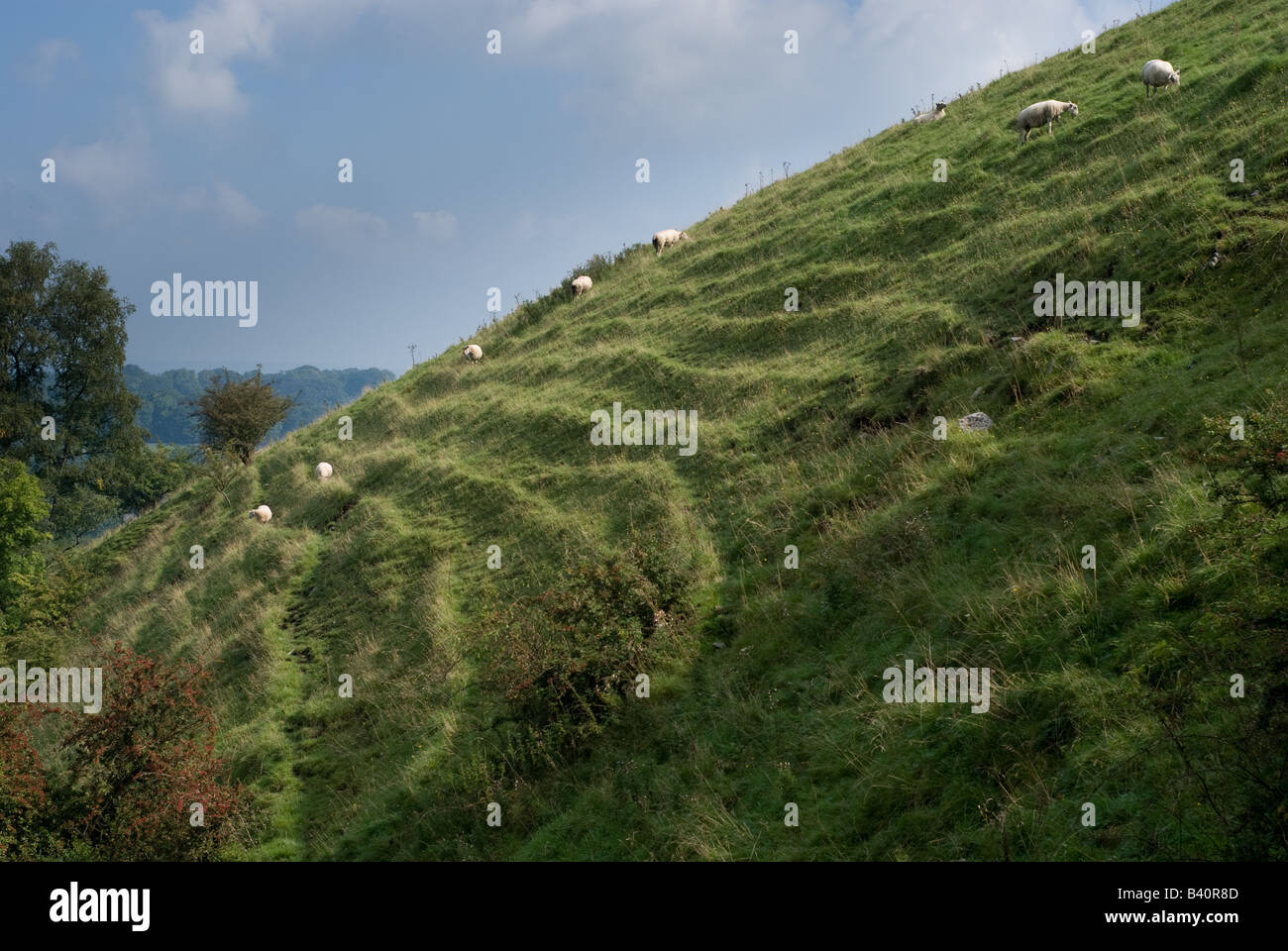 Grazing erosion sheep hi-res stock photography and images - Alamy
