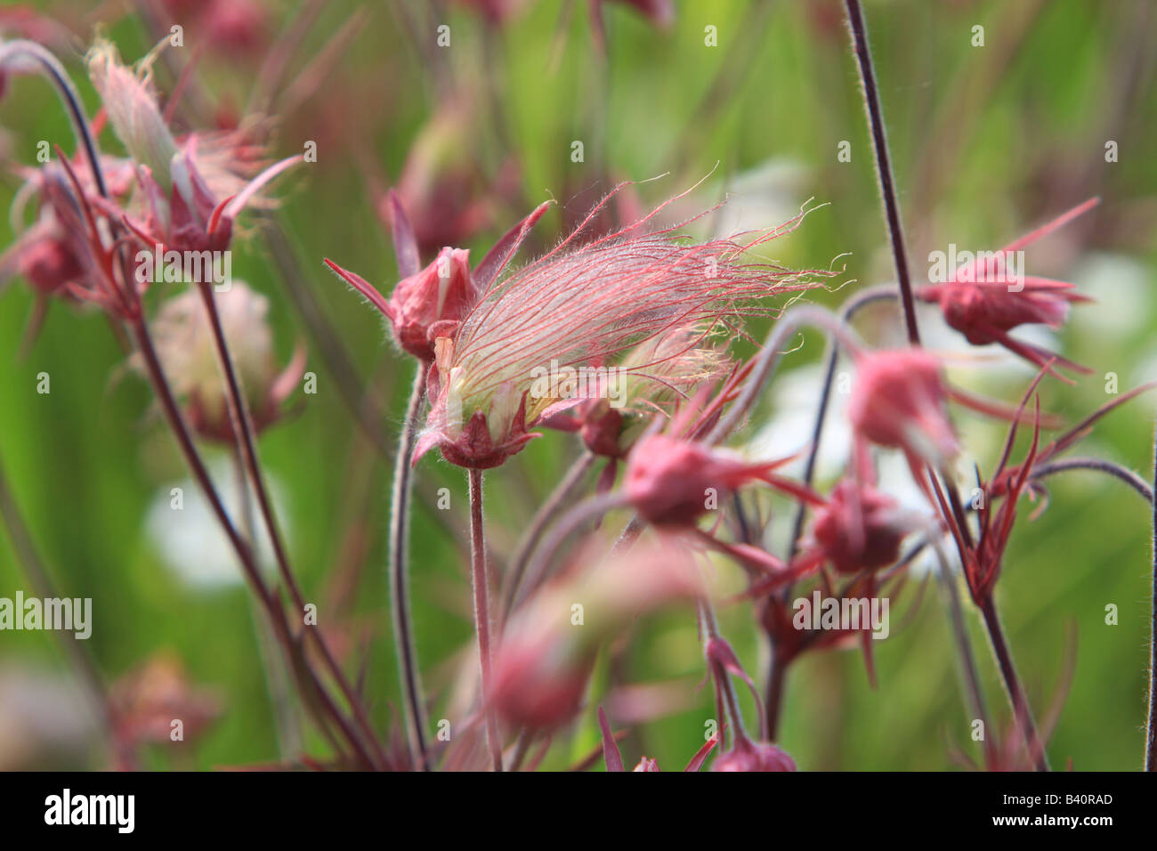 Prairie smoke plant hi-res stock photography and images - Alamy