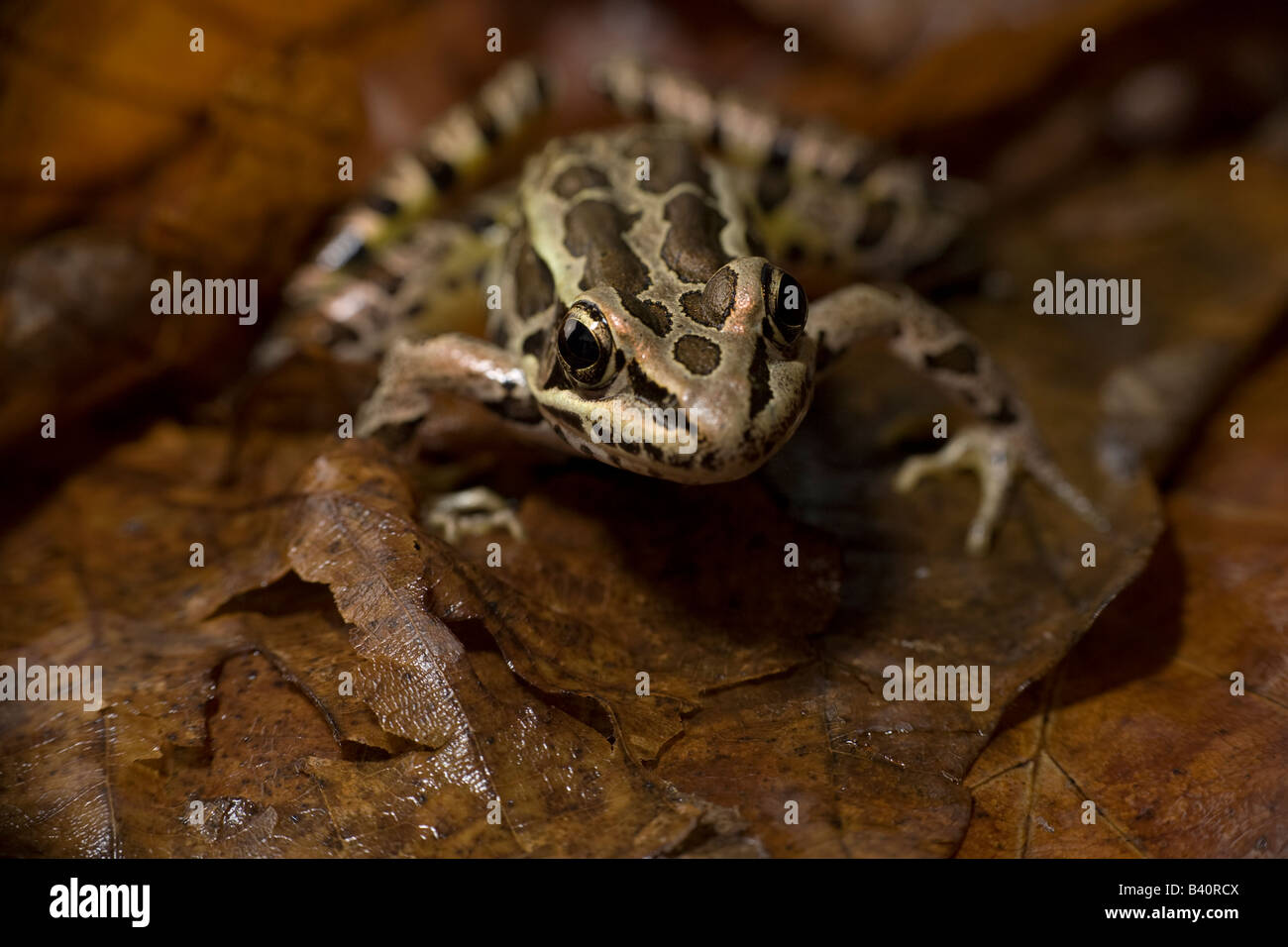 Northern leopard frog isolated hi-res stock photography and images - Alamy