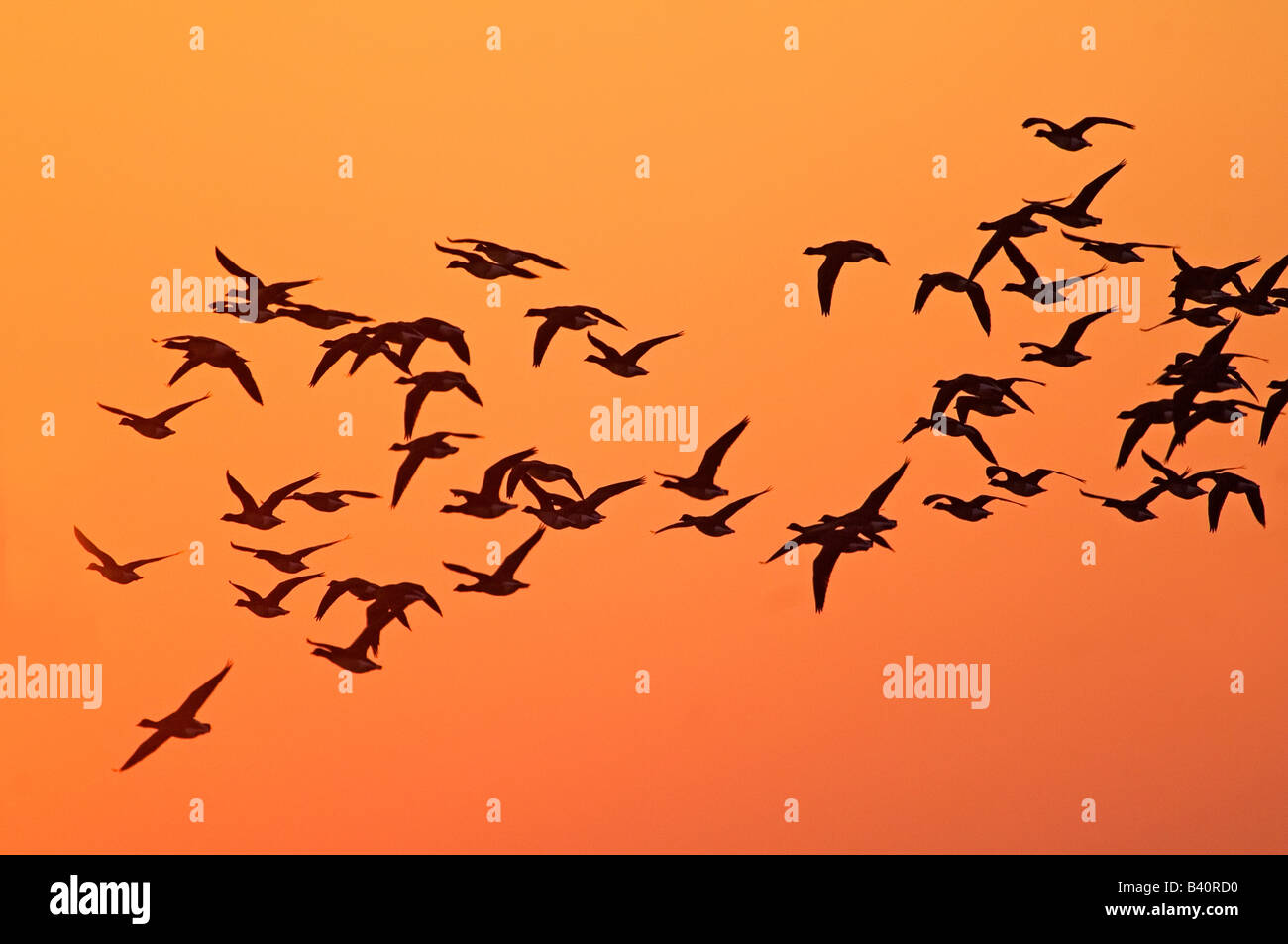 Brant geese flock flight fly migration hi-res stock photography and ...