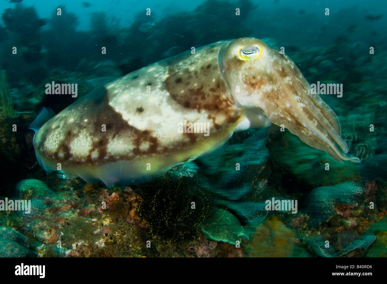 Cuttlefish hi-res stock photography and images - Alamy