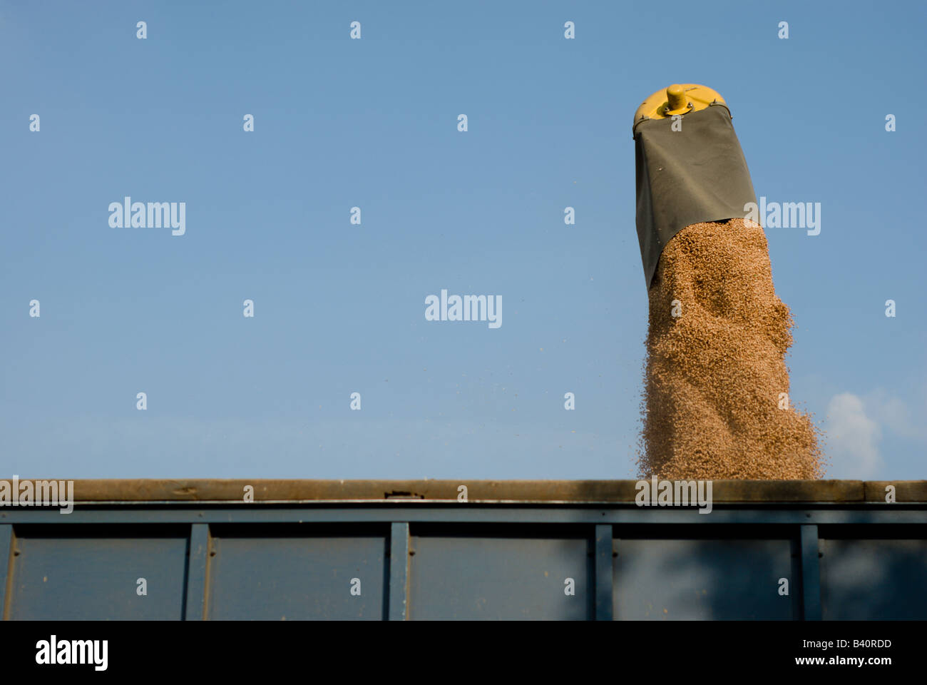 Combine harvester unloading grain into a trailer Stock Photo - Alamy