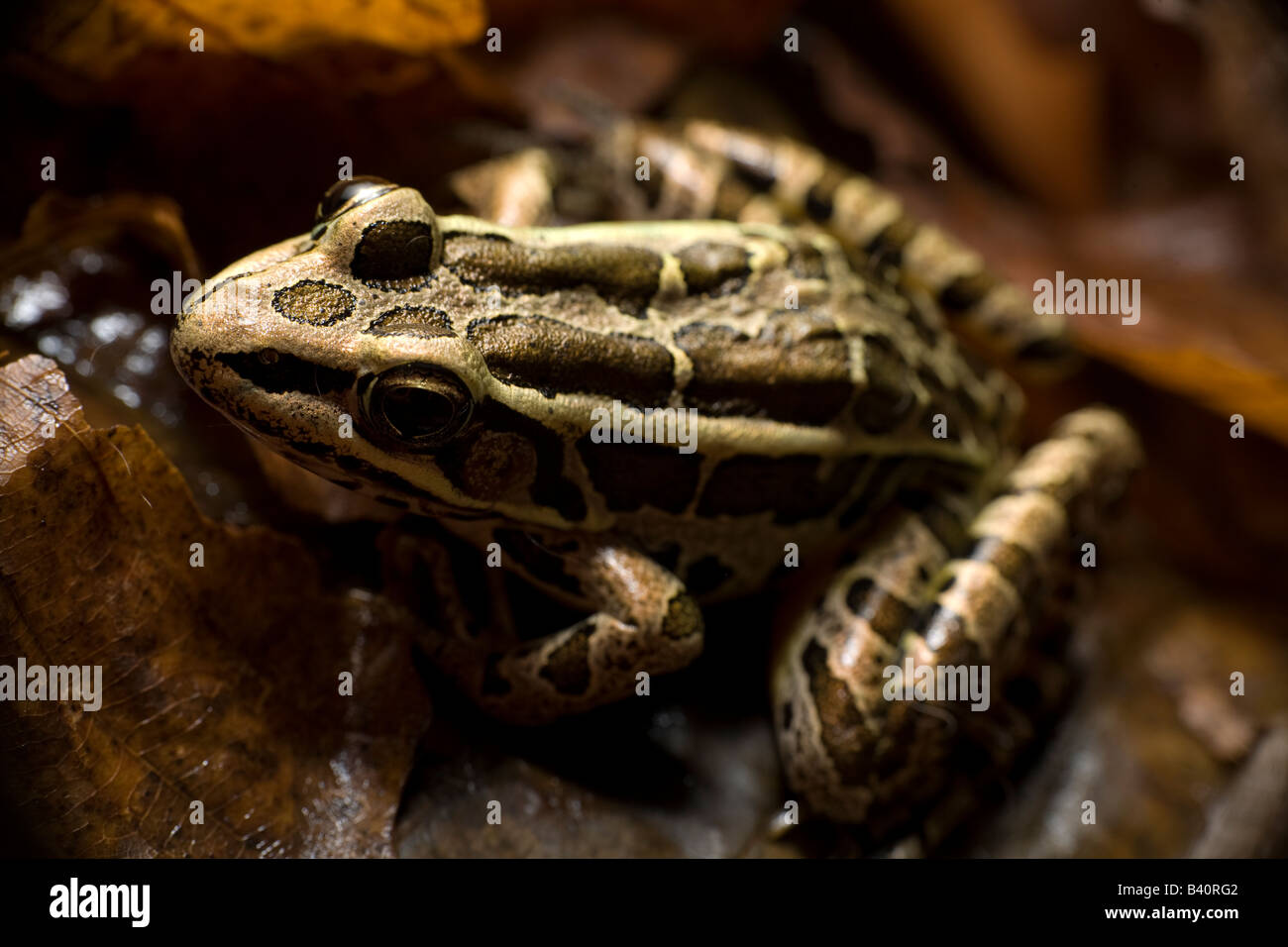 Frog amphibian camouflage nature hi-res stock photography and images ...