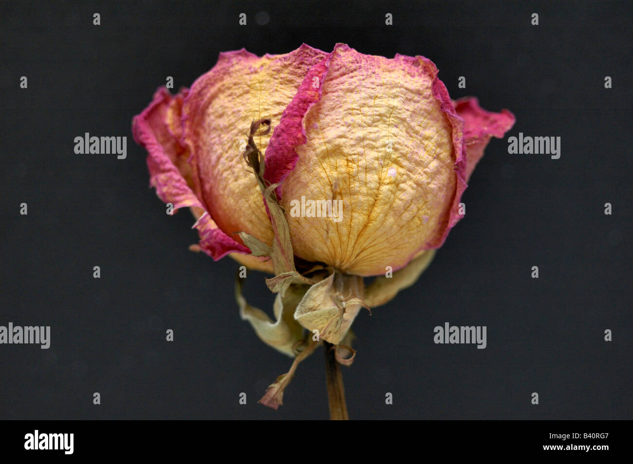Dried Rose Blossom Stock Photo - Alamy