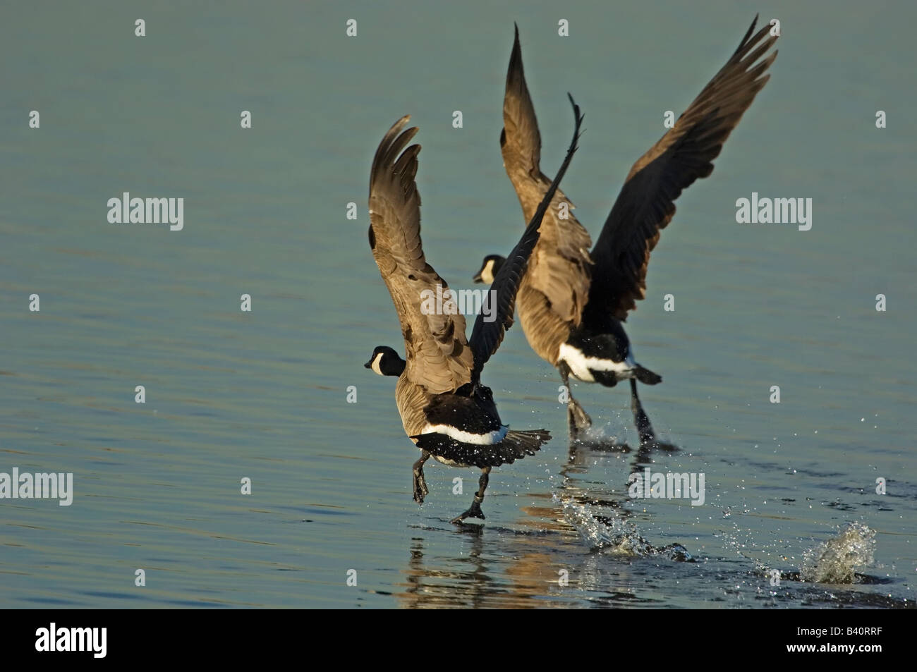 Canada geese taking off hi-res stock photography and images - Alamy