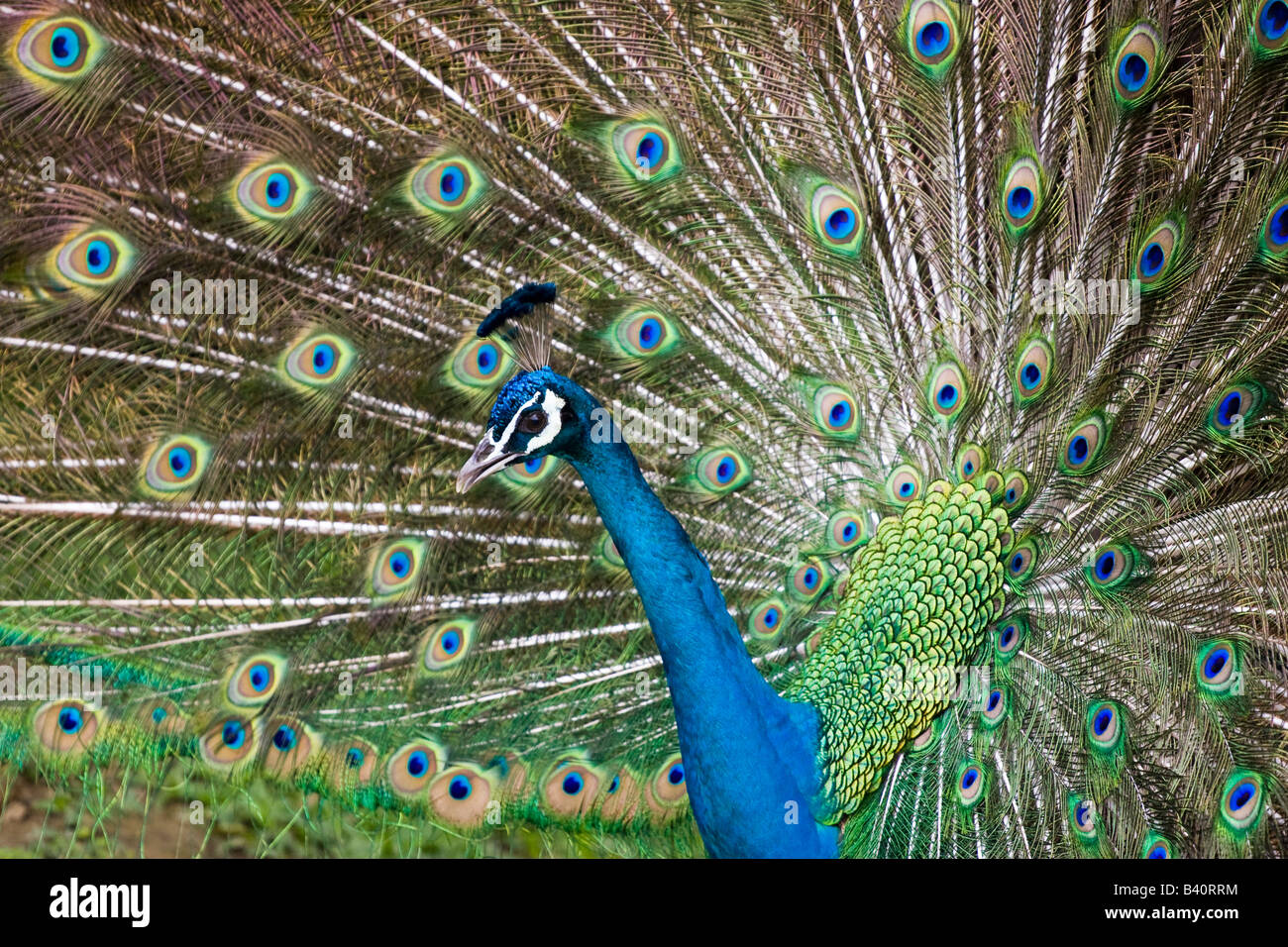 Portrait of Indian Peafowl, commonly known as a male peacock, Kaohsiung ...