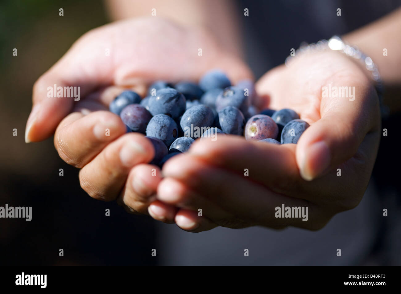 Woman's hands holding freshly picked organic blueberries at the U-pick ...