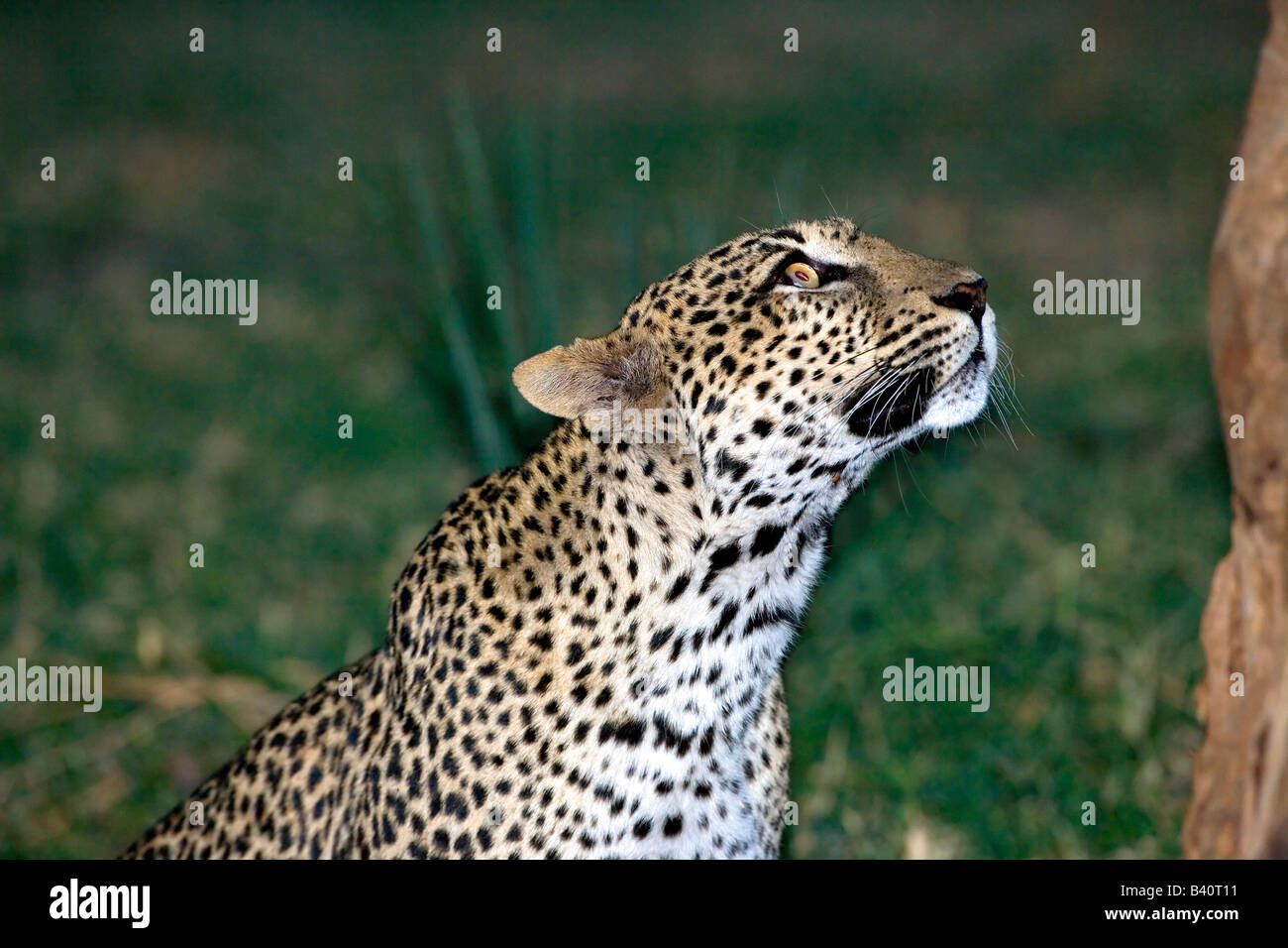 Leopard, Samburu National Reserve, Kenya Stock Photo - Alamy