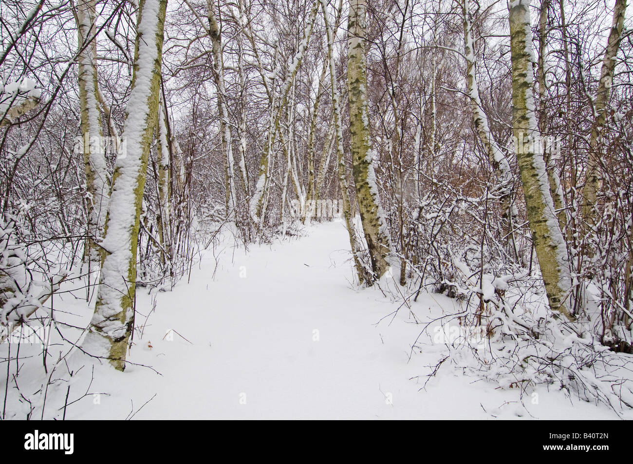 Woods and path hi-res stock photography and images - Alamy