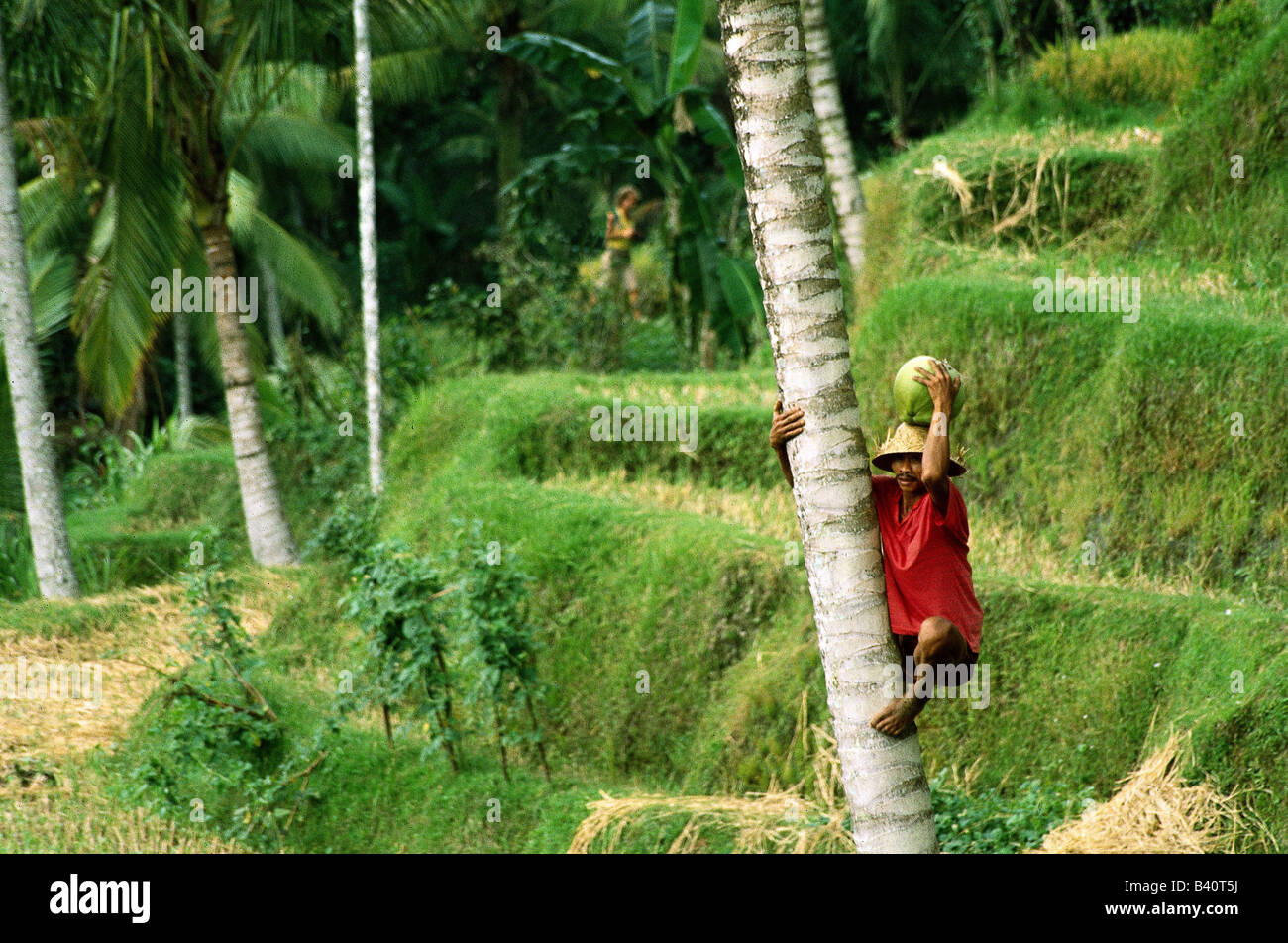 Coconut pickers with coconut hi-res stock photography and images - Alamy