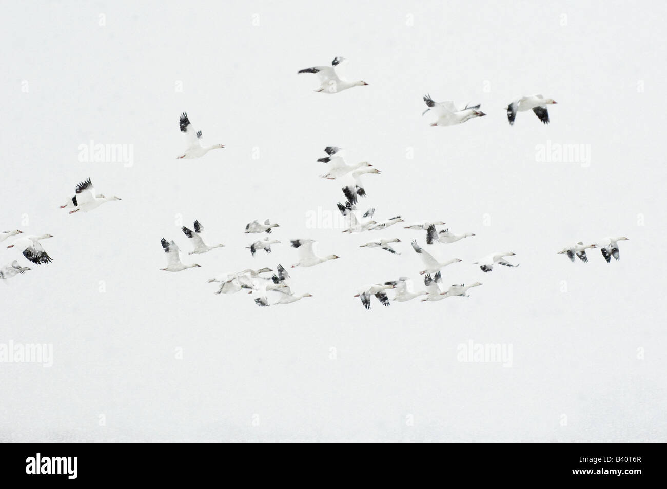 Flock birds snow hi-res stock photography and images - Alamy