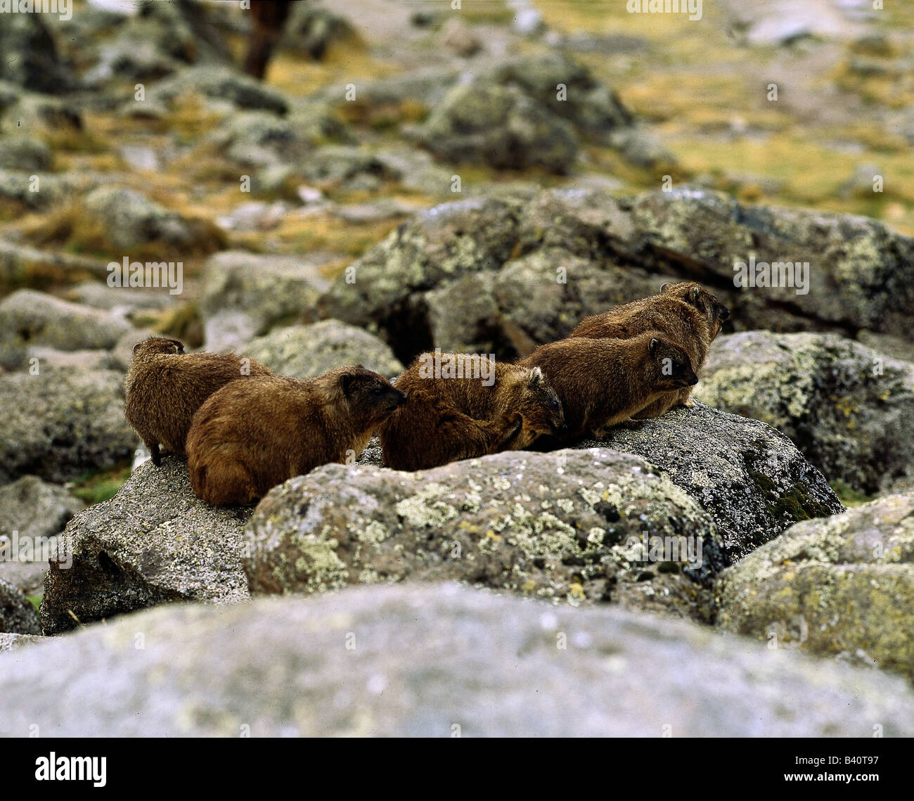 zoology / animals, mammal / mammalian, Cape Hyrax, (Procavia capensis ...