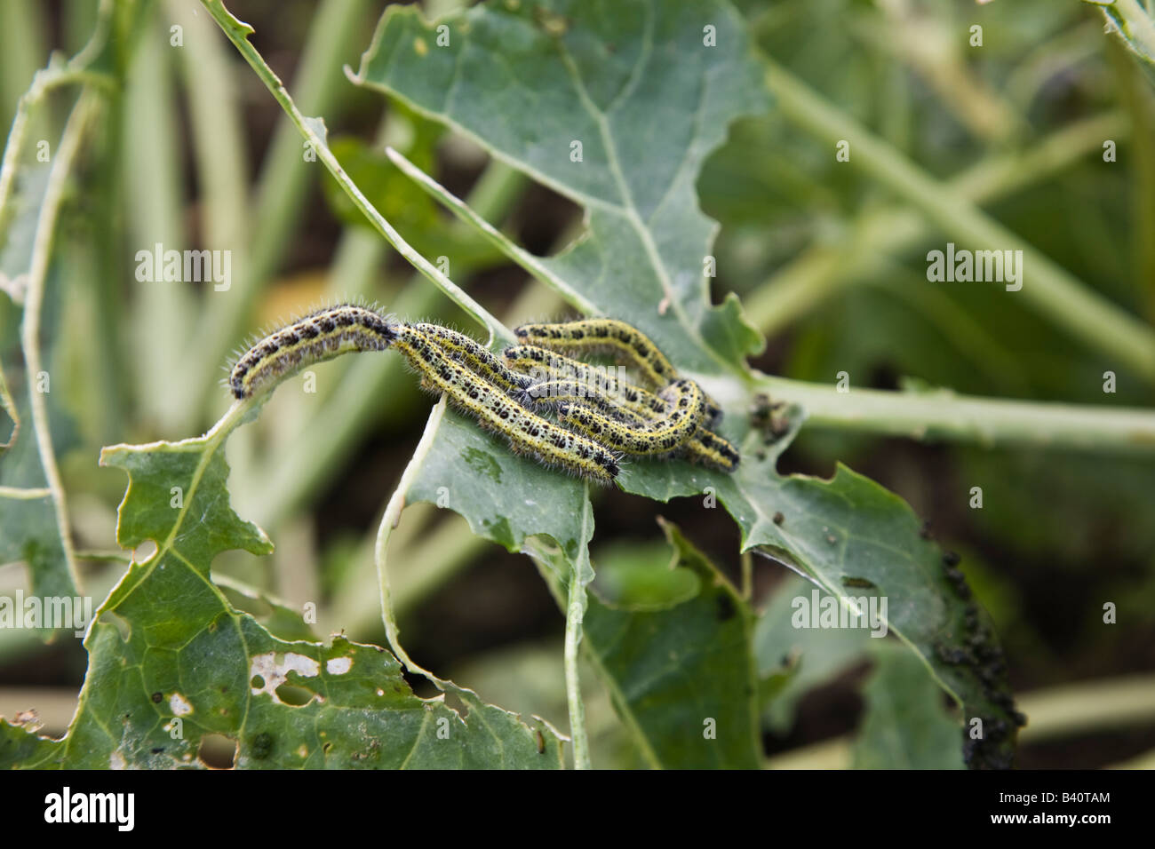 Caterpillar damage hi-res stock photography and images - Alamy