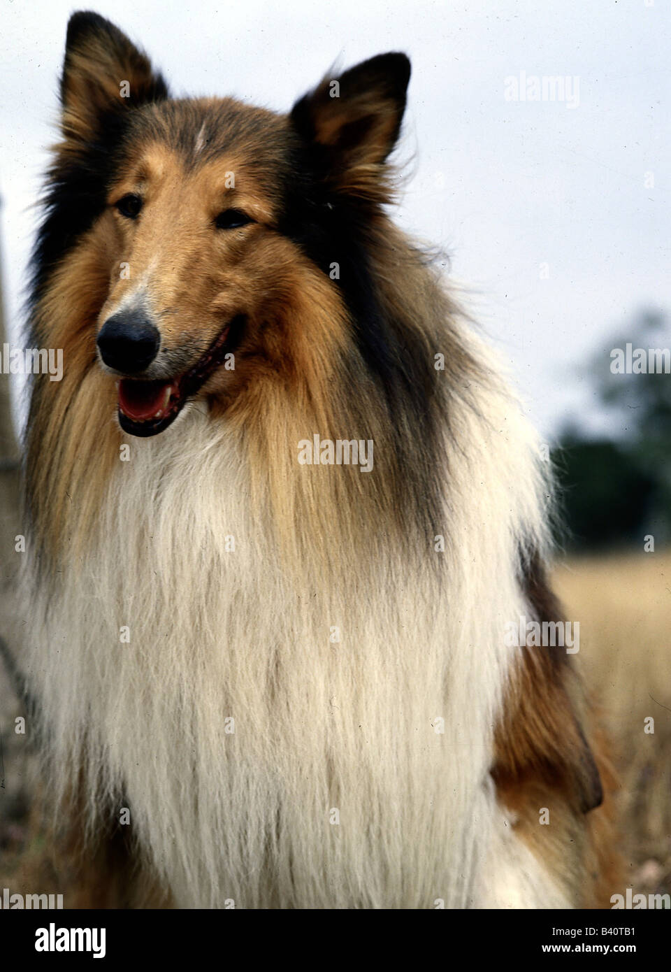 Lassie dogs hi-res stock photography and images - Alamy