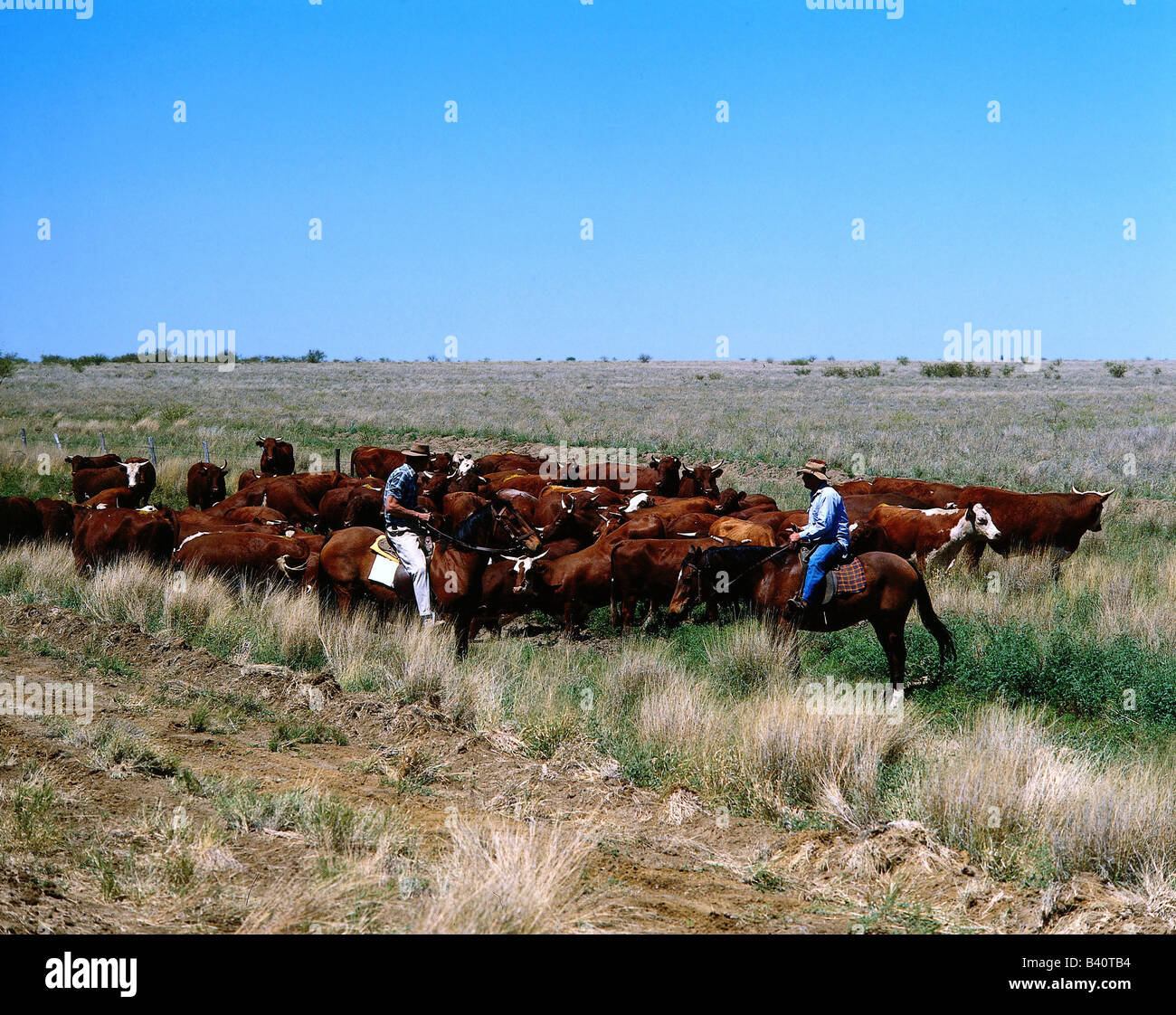 geography / travel, Australia, Queensland, cattle breeding, cowboys ...