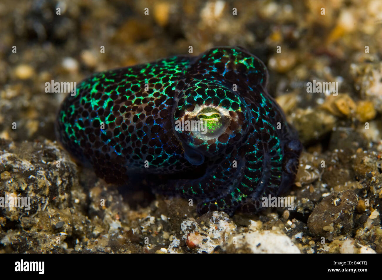 Nocturnal predator hi-res stock photography and images - Alamy