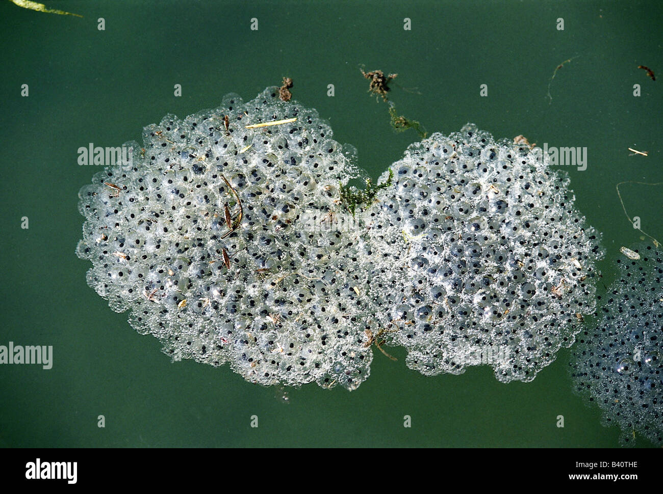 zoology / animals, amphibian, toads, development, cluster of spawn in ...