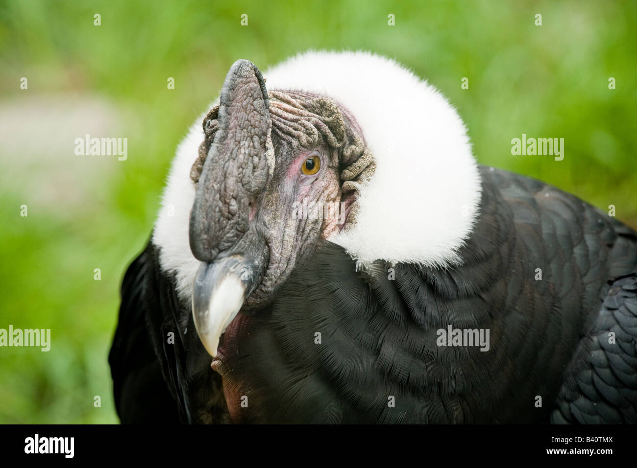 Photo of an Andean Condor Stock Photo - Alamy