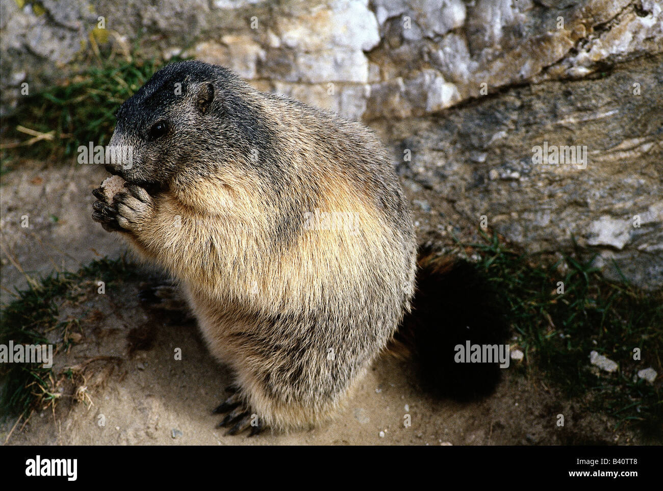 Animals in front of their den hi-res stock photography and images - Alamy