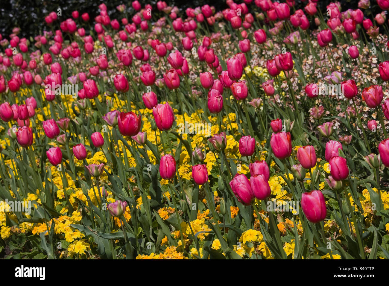 Tulip flower bed Regents Park London Stock Photo - Alamy
