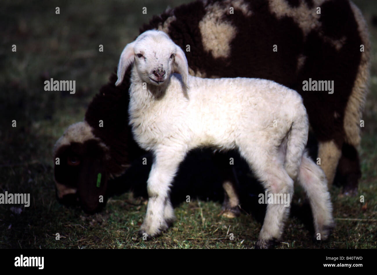 zoology / animals, mammal / mammalian, sheep, (Ovis), dam with lamb ...