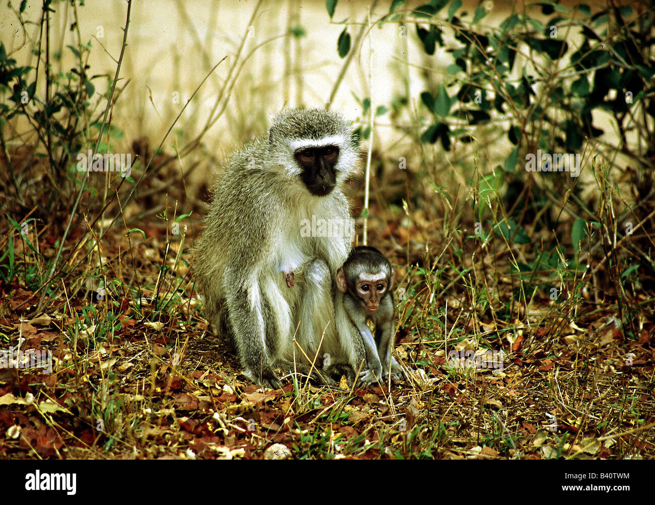 Monkey krueger hi-res stock photography and images - Alamy