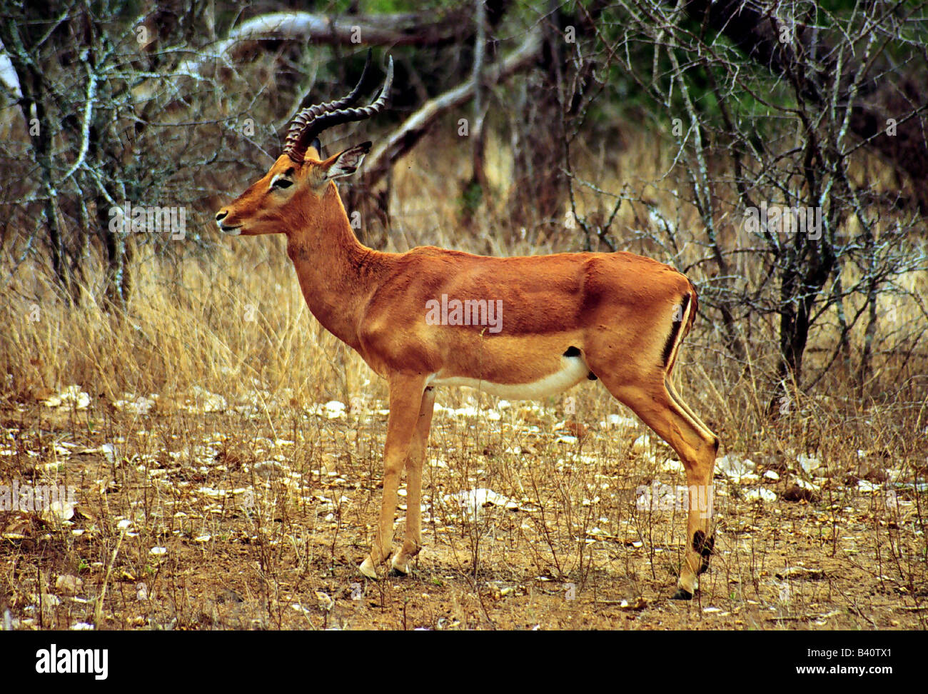 Aepycerotinae hi-res stock photography and images - Alamy