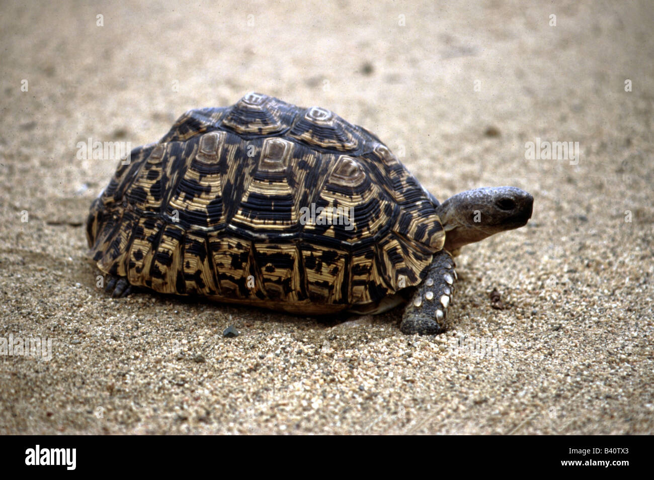 zoology / animals, reptiles, turtles, Herman's Tortoise, (Testudo ...
