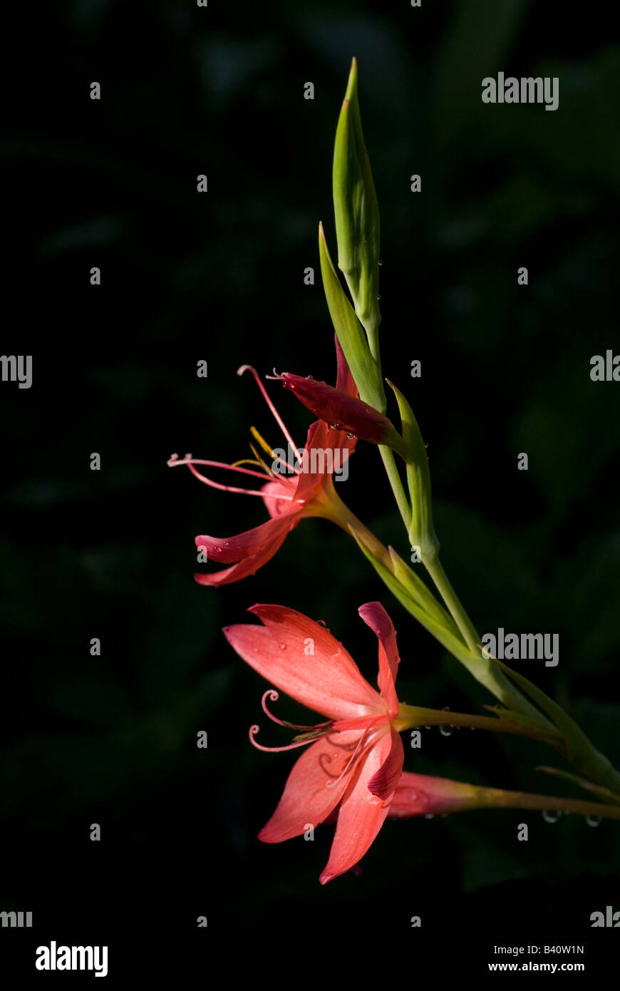 Cape lily hi-res stock photography and images - Alamy