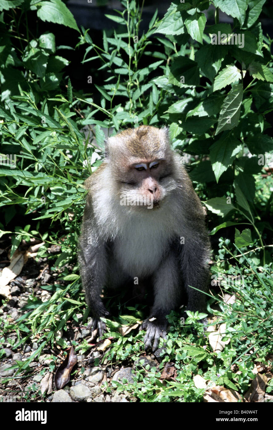 zoology / animals, mammal / mammalian, monkeys, Rhesus Macaque, (Macaca ...