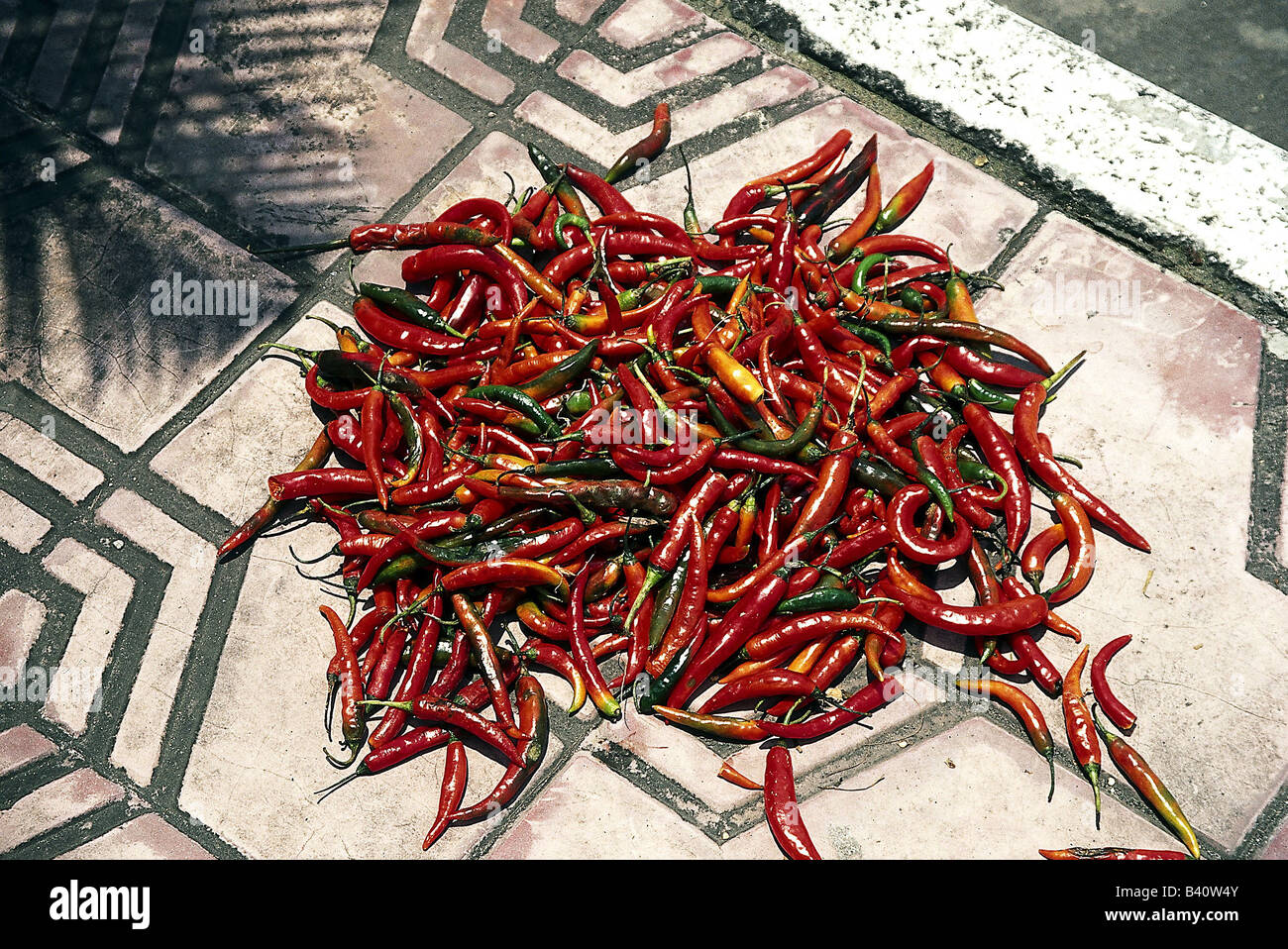 botany, Chili pepper, (Capsicum frutescens), husk, harvested, harvest ...