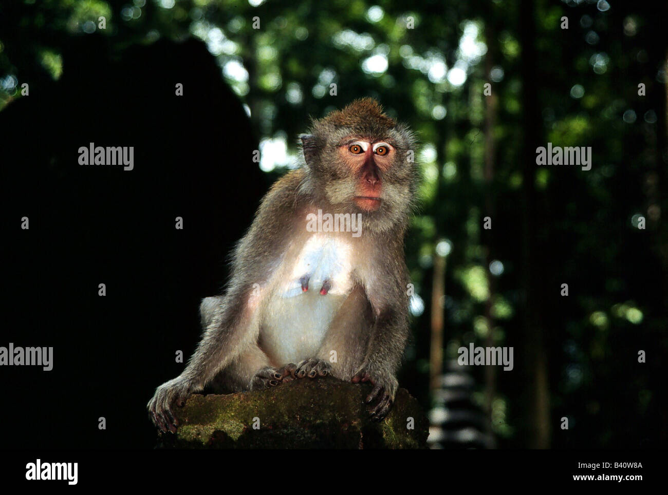 zoology / animals, mammal / mammalian, monkeys, Rhesus Macaque, (Macaca ...