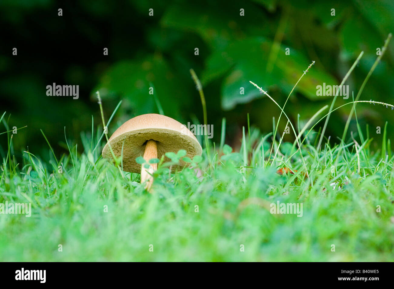 Short mushroom hi-res stock photography and images - Alamy