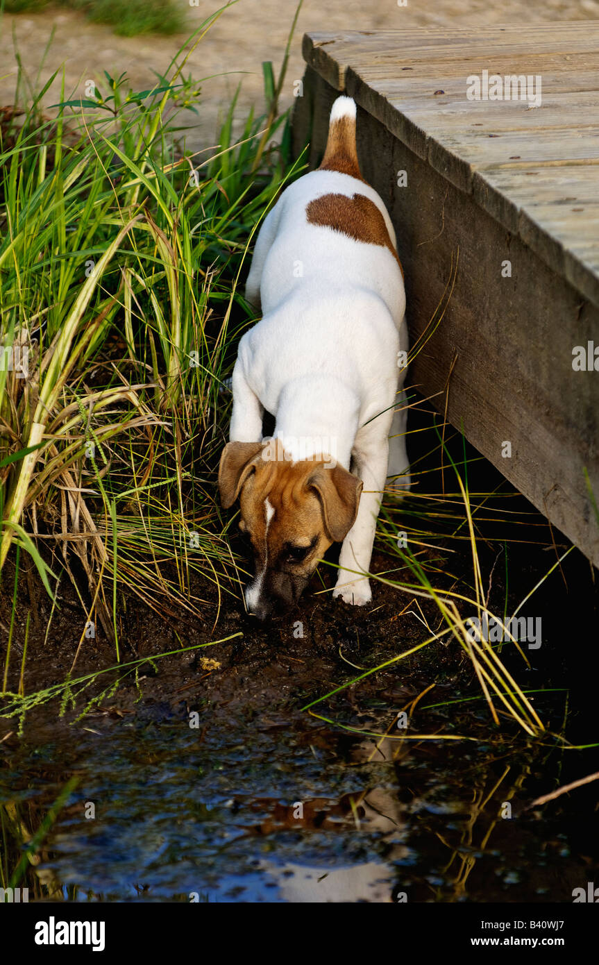 Jack Russell Terrier Puppy Exploring Beside Dock on Lake Stock Photo ...