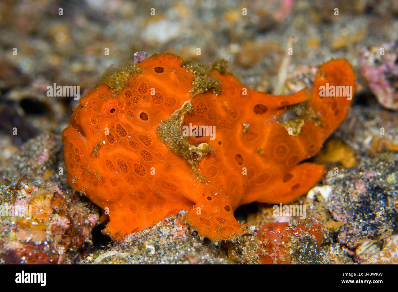 Painted Frogfish Antennarius pictus in Lembeh Strait Indonesia Stock ...