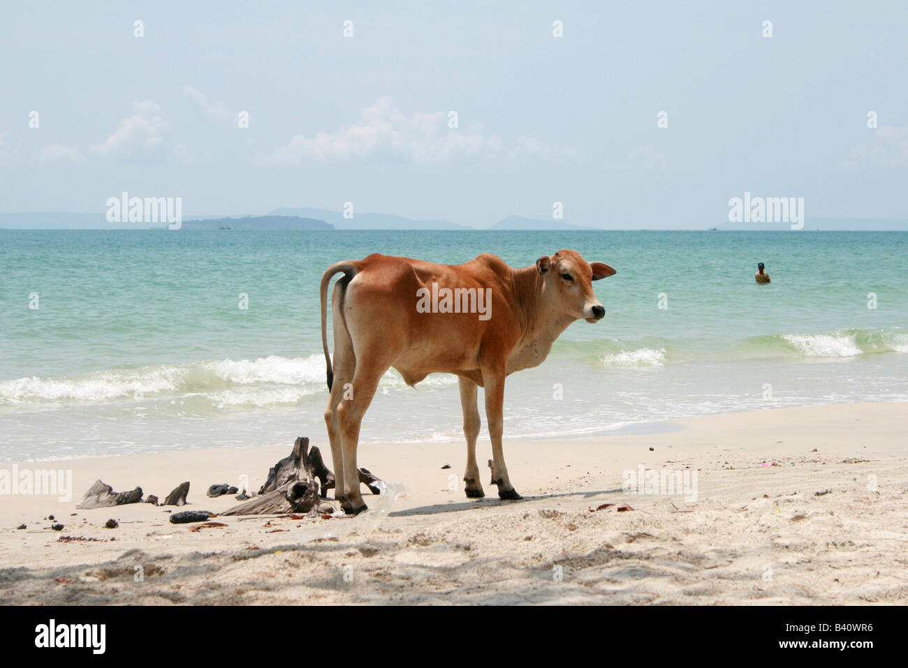 A cow on the beach in Cambodia, South East Asia Stock Photo - Alamy