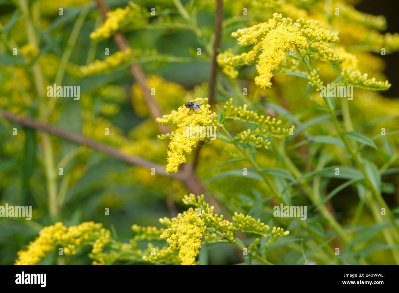 Golden Rod plant in nature reserve Stock Photo - Alamy