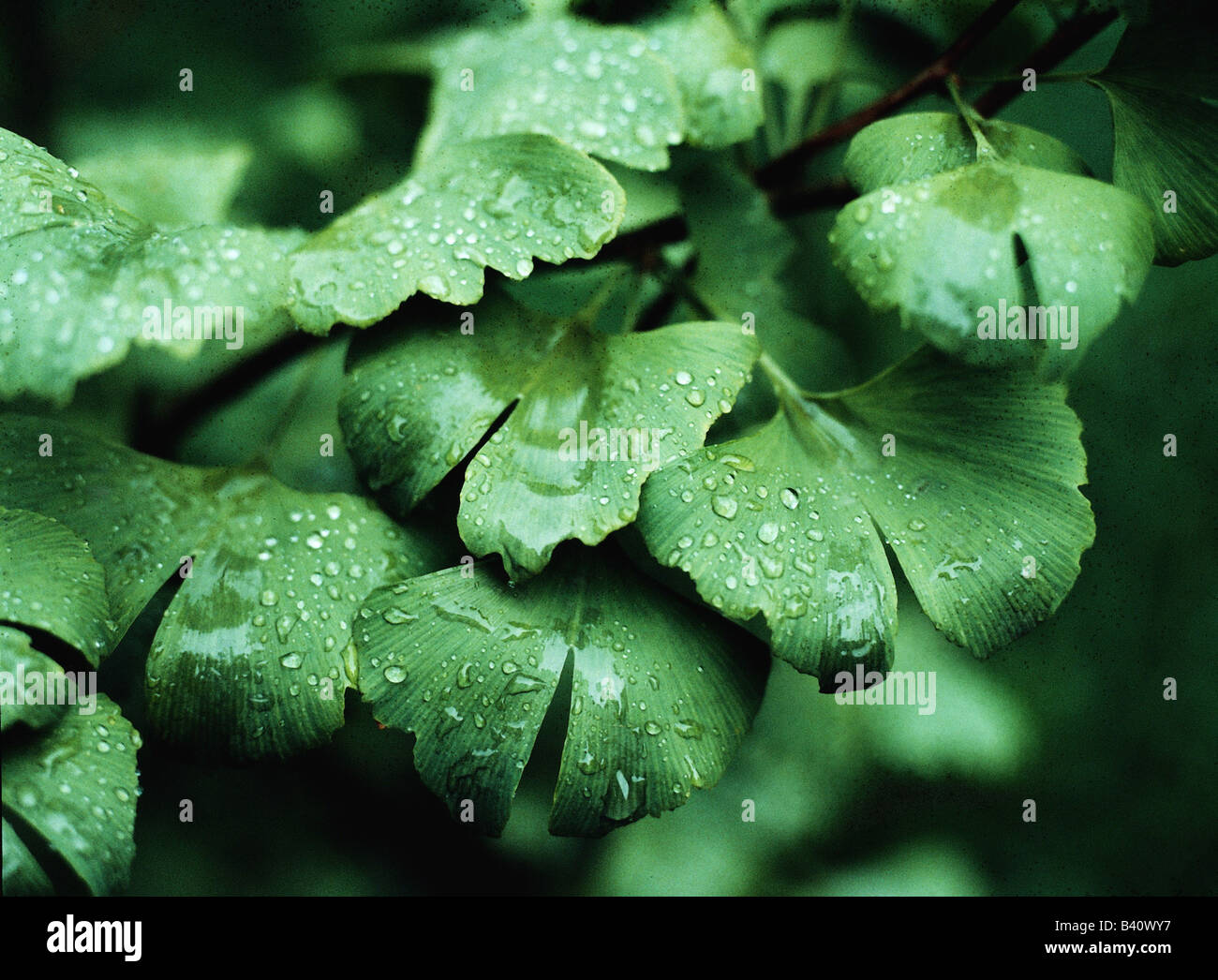botany, Ginkgo, (Ginkgo biloba), leaves, with waterdrops, drop, green ...