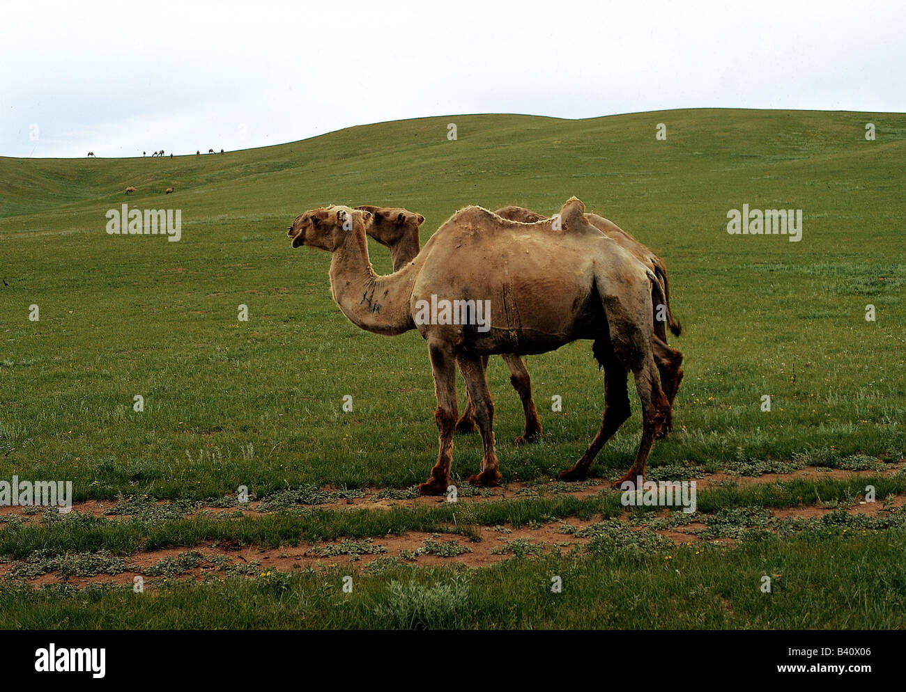 Bactrian camels from mongolia hi-res stock photography and images - Alamy