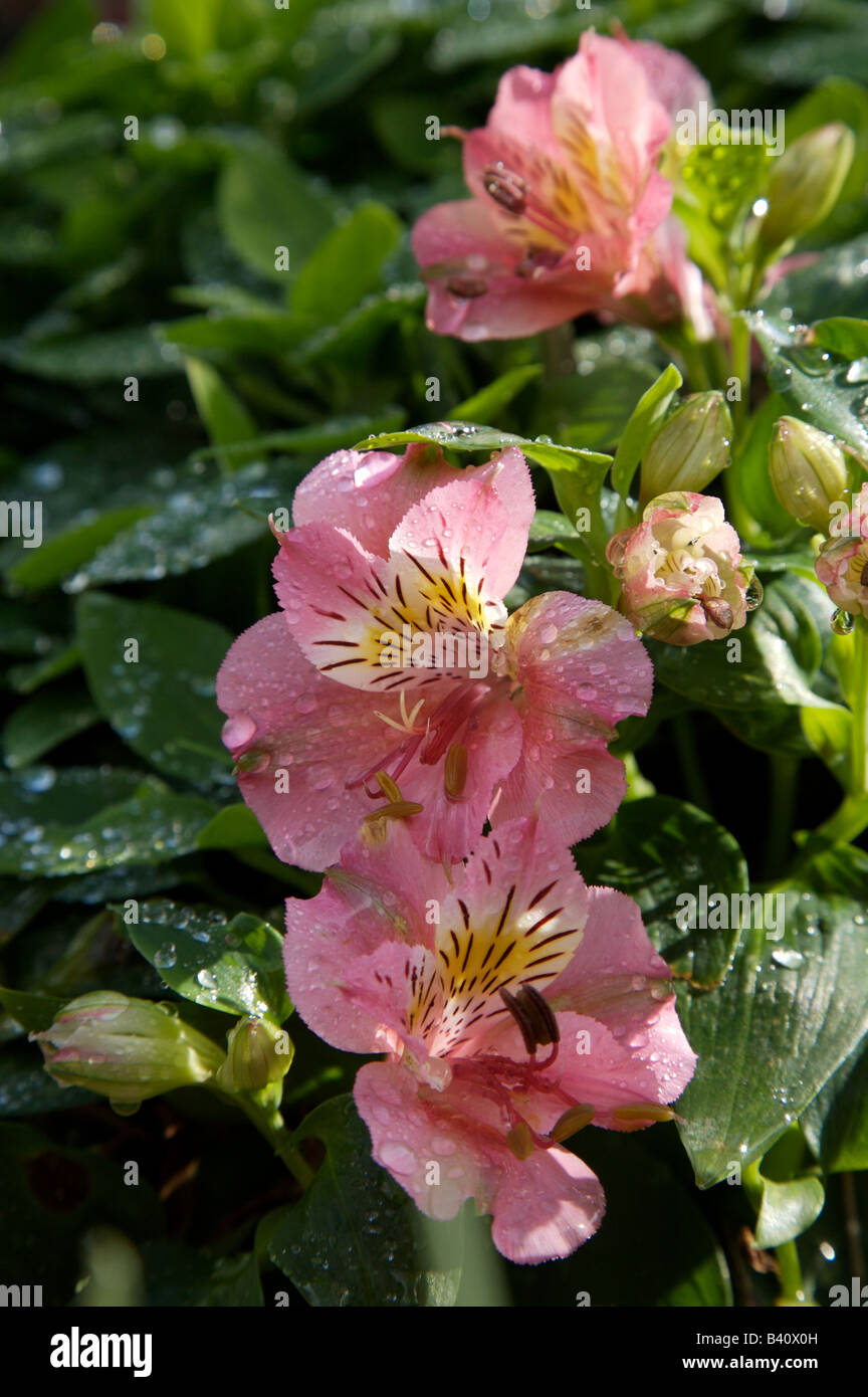 Princess Lily High Resolution Stock Photography and Images - Alamy