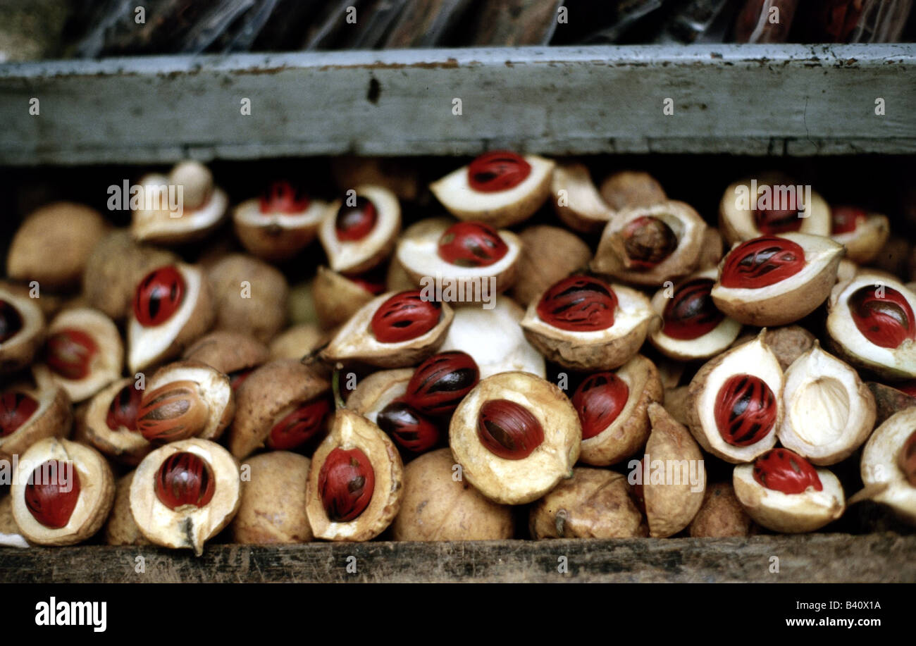 botany, Nutmeg, (Myristica fragrans), fruits, fruit, stone, nut, nuts ...