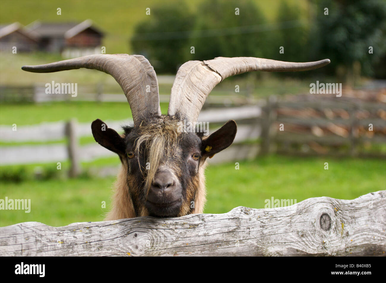 A male goat with long curved horns and a funny hairdo peeks over a ...