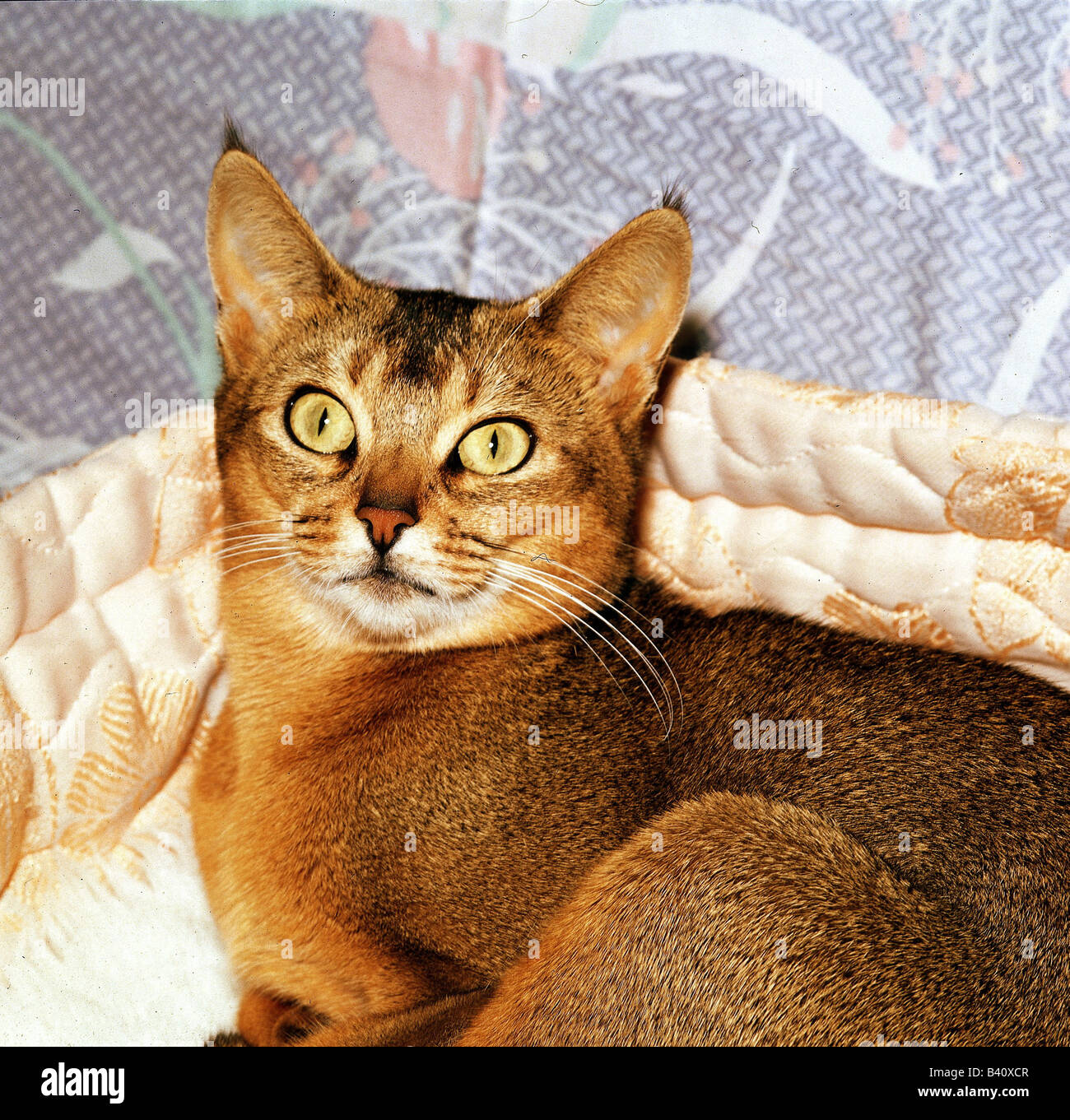 zoology / animals, mammal / mammalian, cats, (Felidae), Abyssinian cat ...