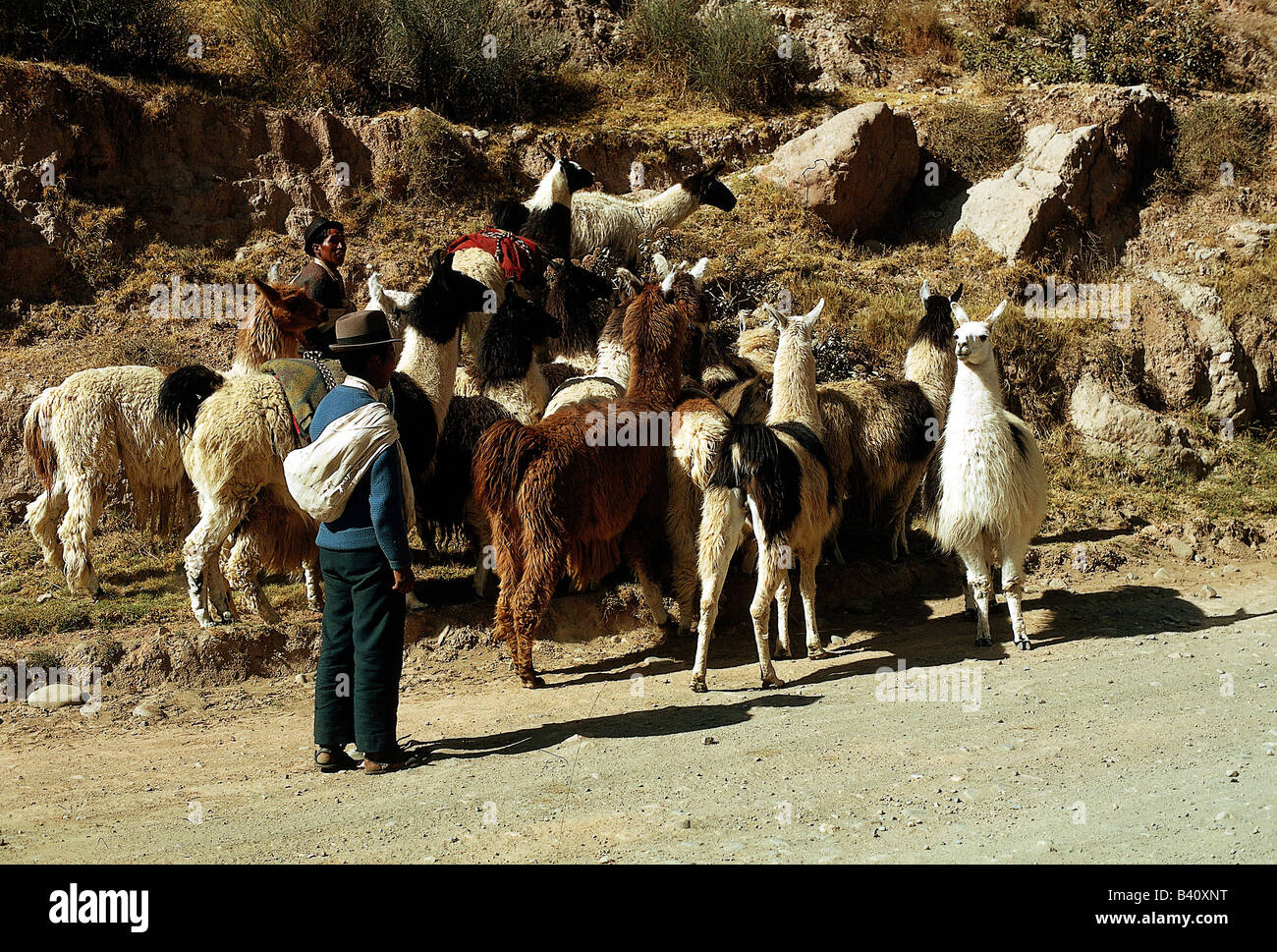 Native american with herd hi-res stock photography and images - Alamy