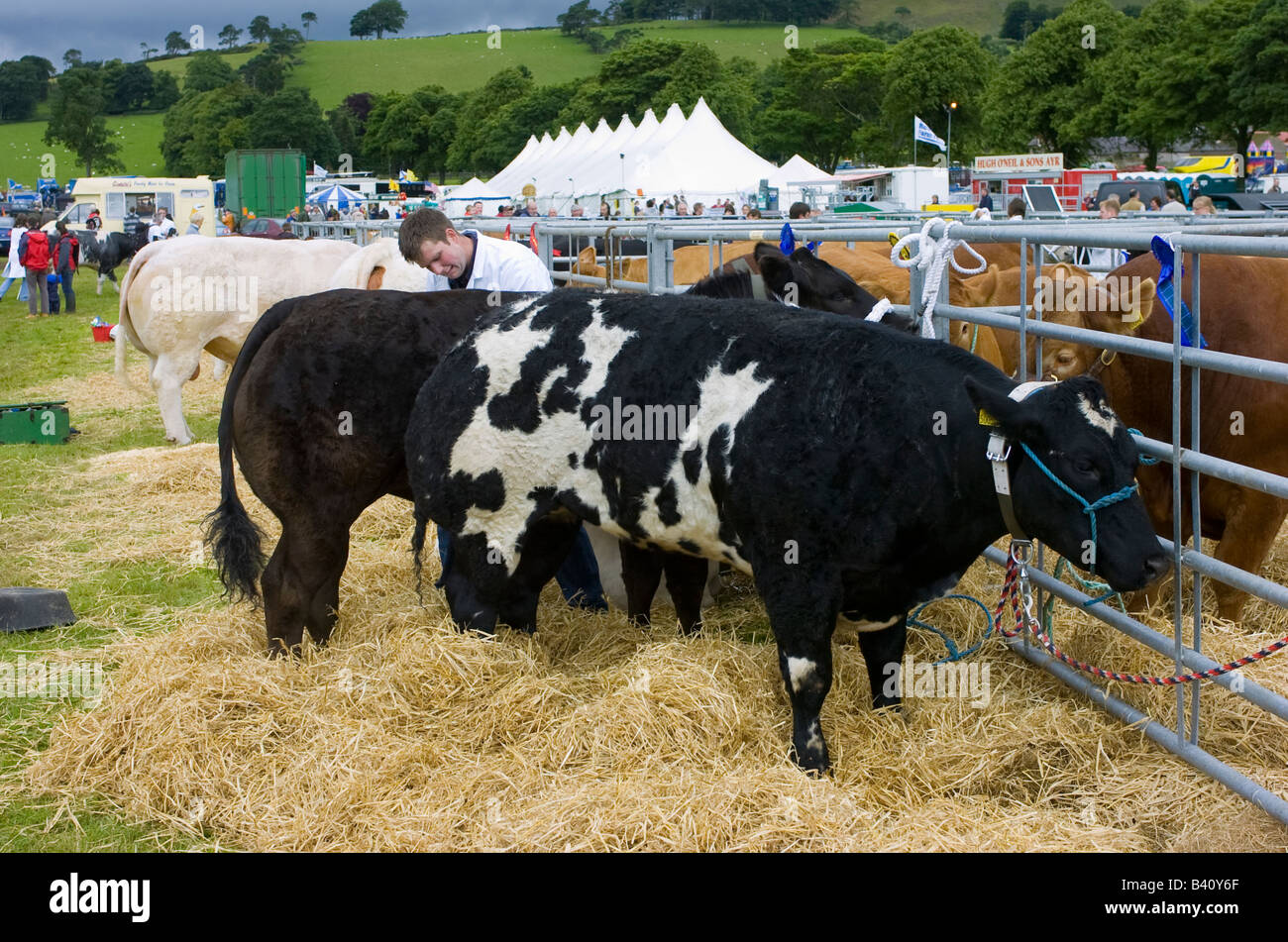 Showing cattle at a local agricultural show in Scotland Stock Photo - Alamy
