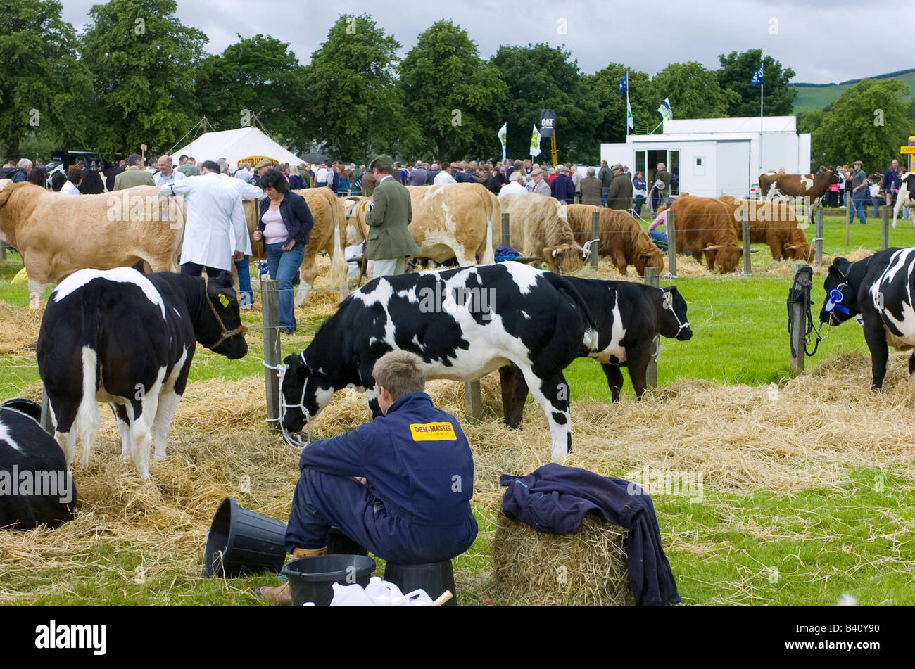 Showing cattle at a local agricultural show in Scotland Stock Photo - Alamy