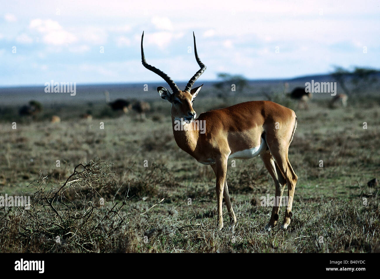 zoology / animals, Impala, (Aepyceros melampus), distribution: Central ...